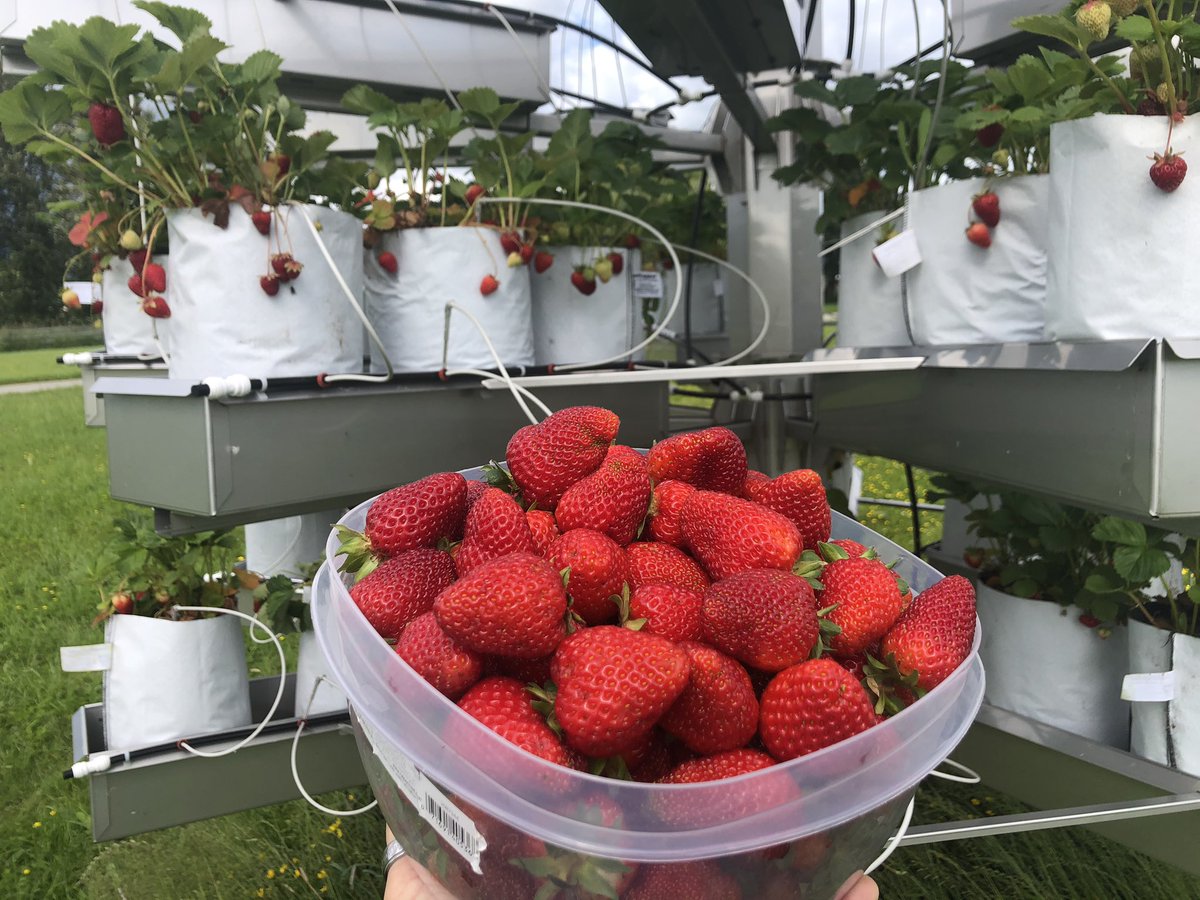 Affinor Growers Announces Private Placement Repricing