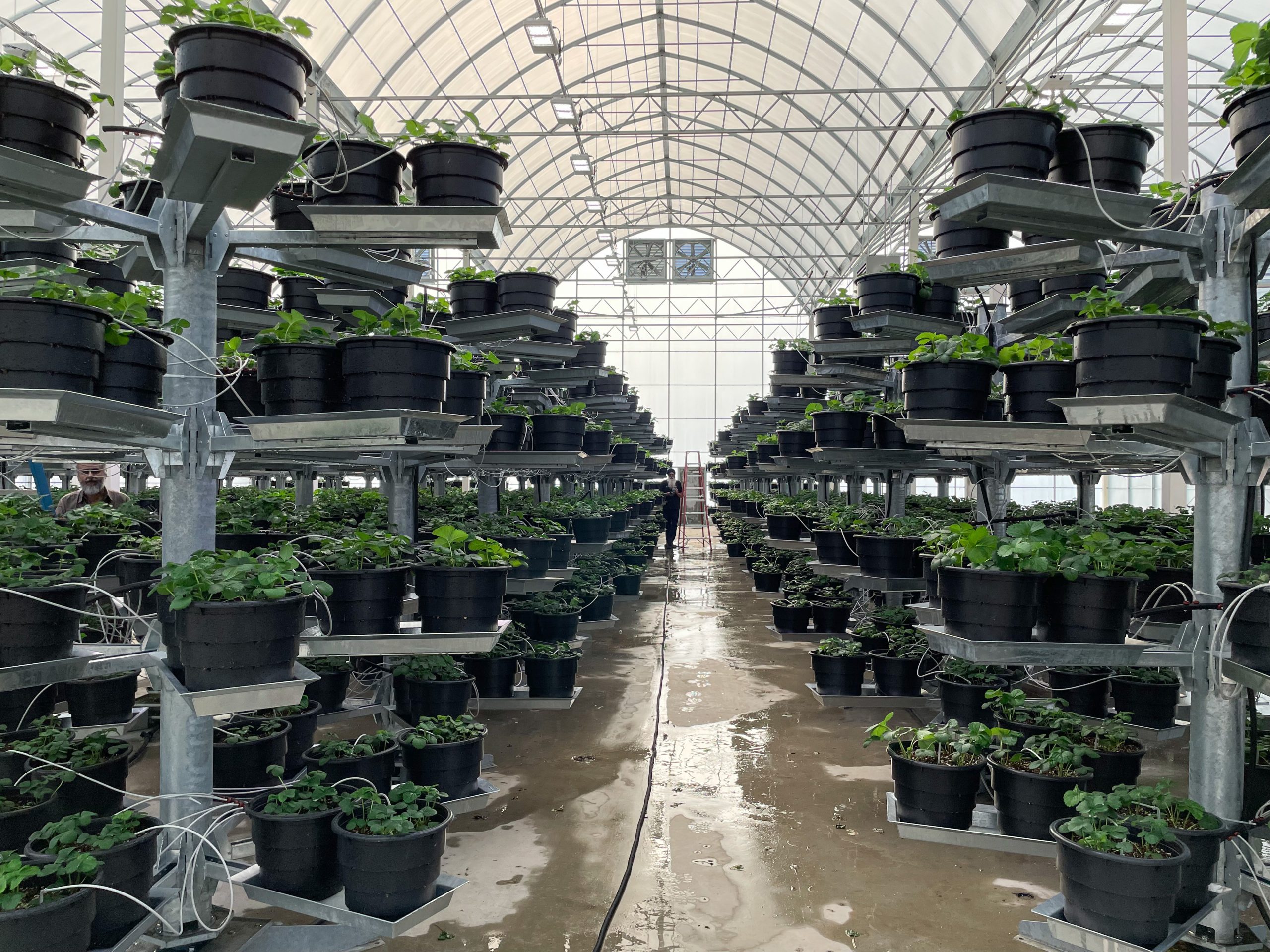 Affinor Growers Appoints New Chairman