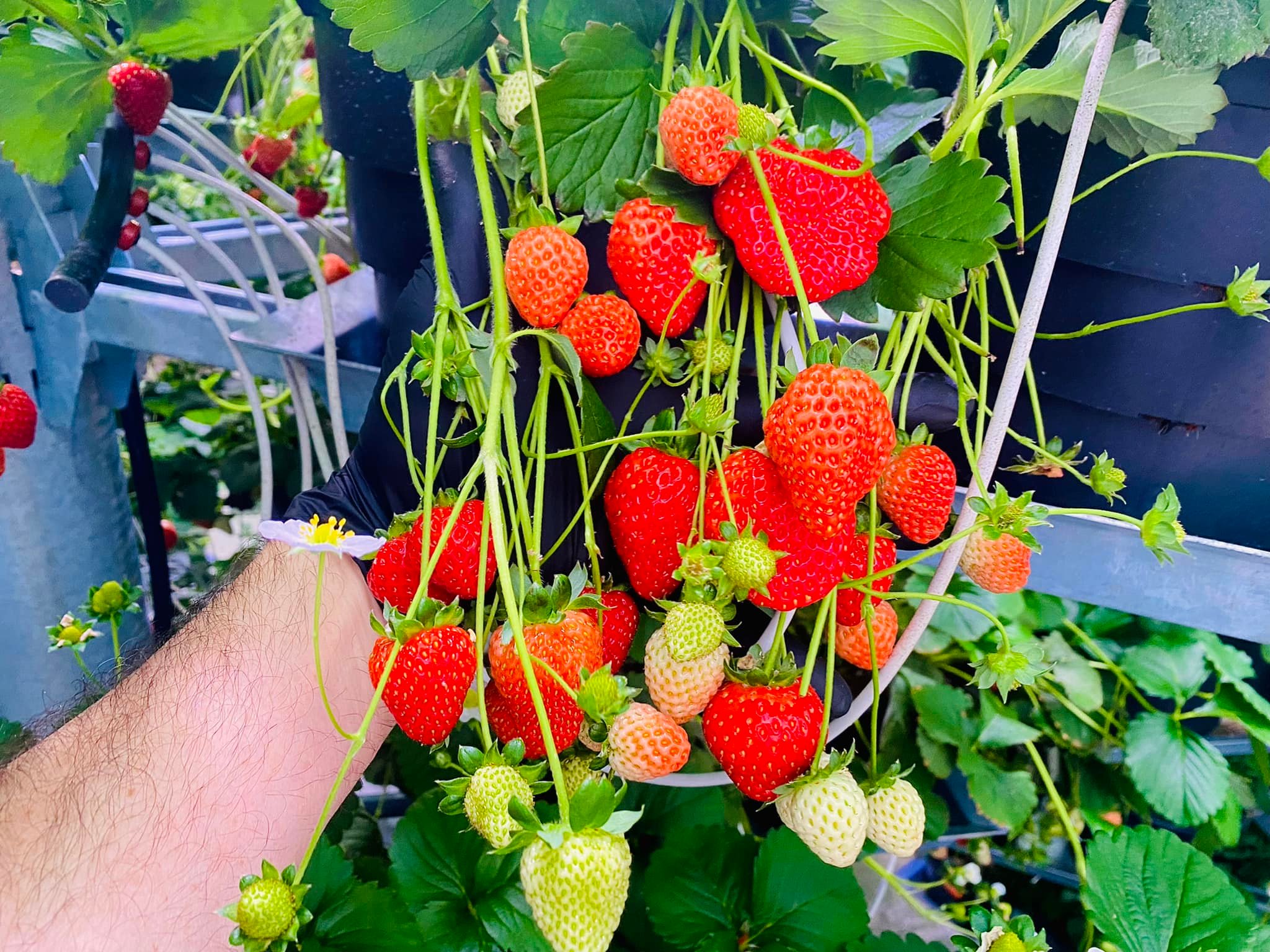 Affinor Growers Enrolls for CanadaGAP Food Safety Certification