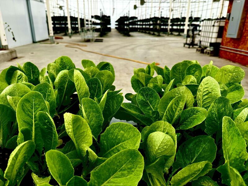 Affinor Growers grants FARMX licensed IP rights