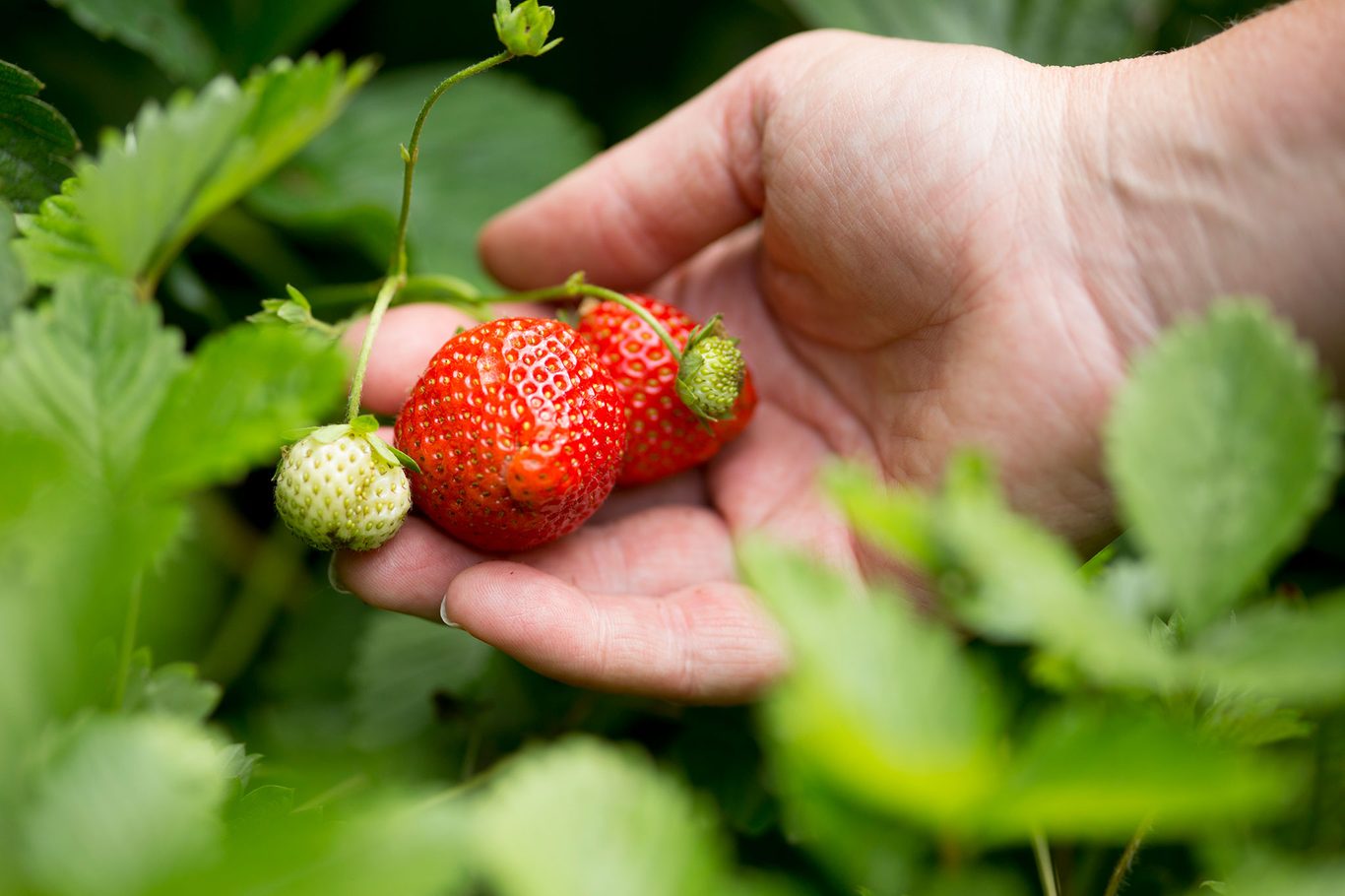 Affinor Growers - Virtual Horticulturist
